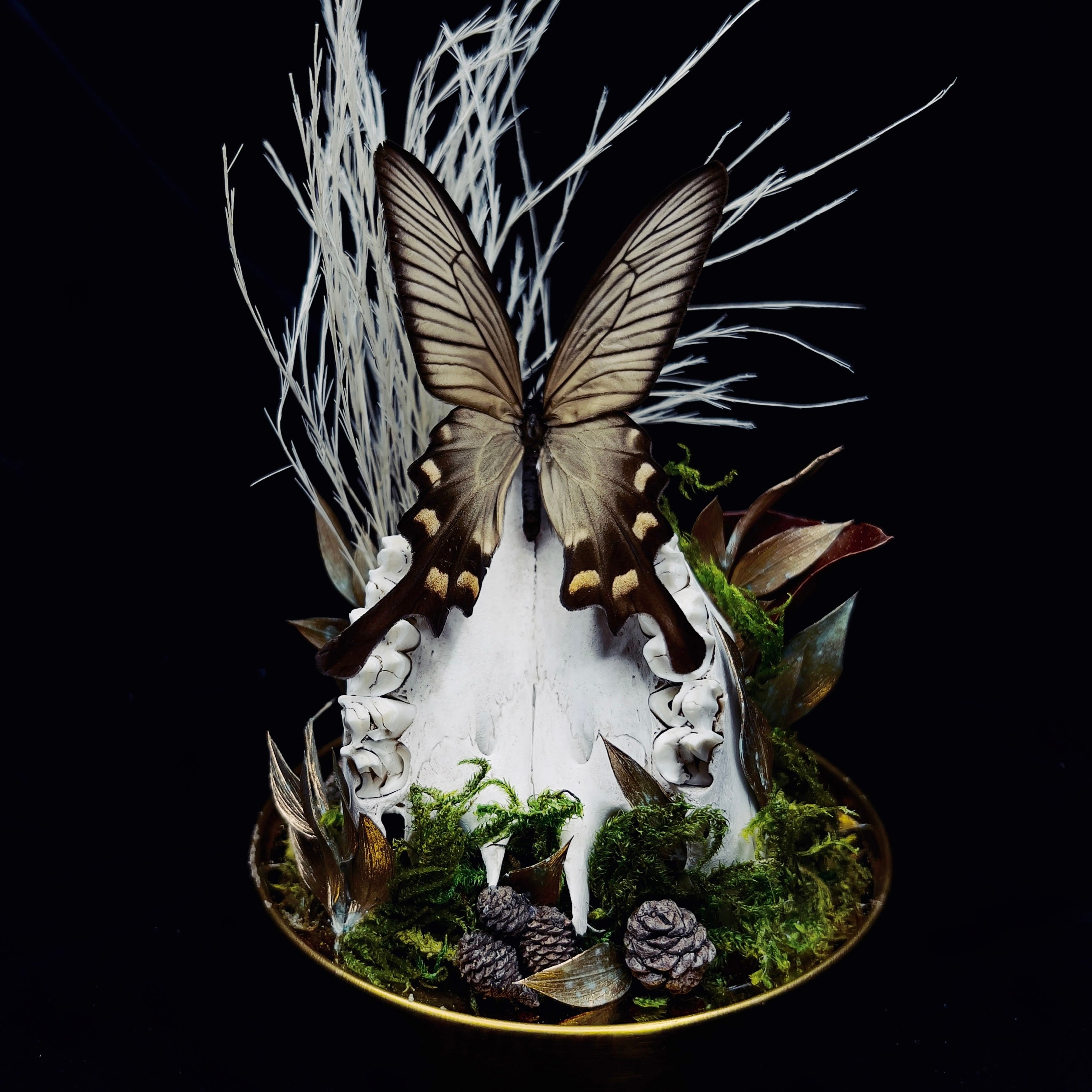 Insect Displays – Into The Black