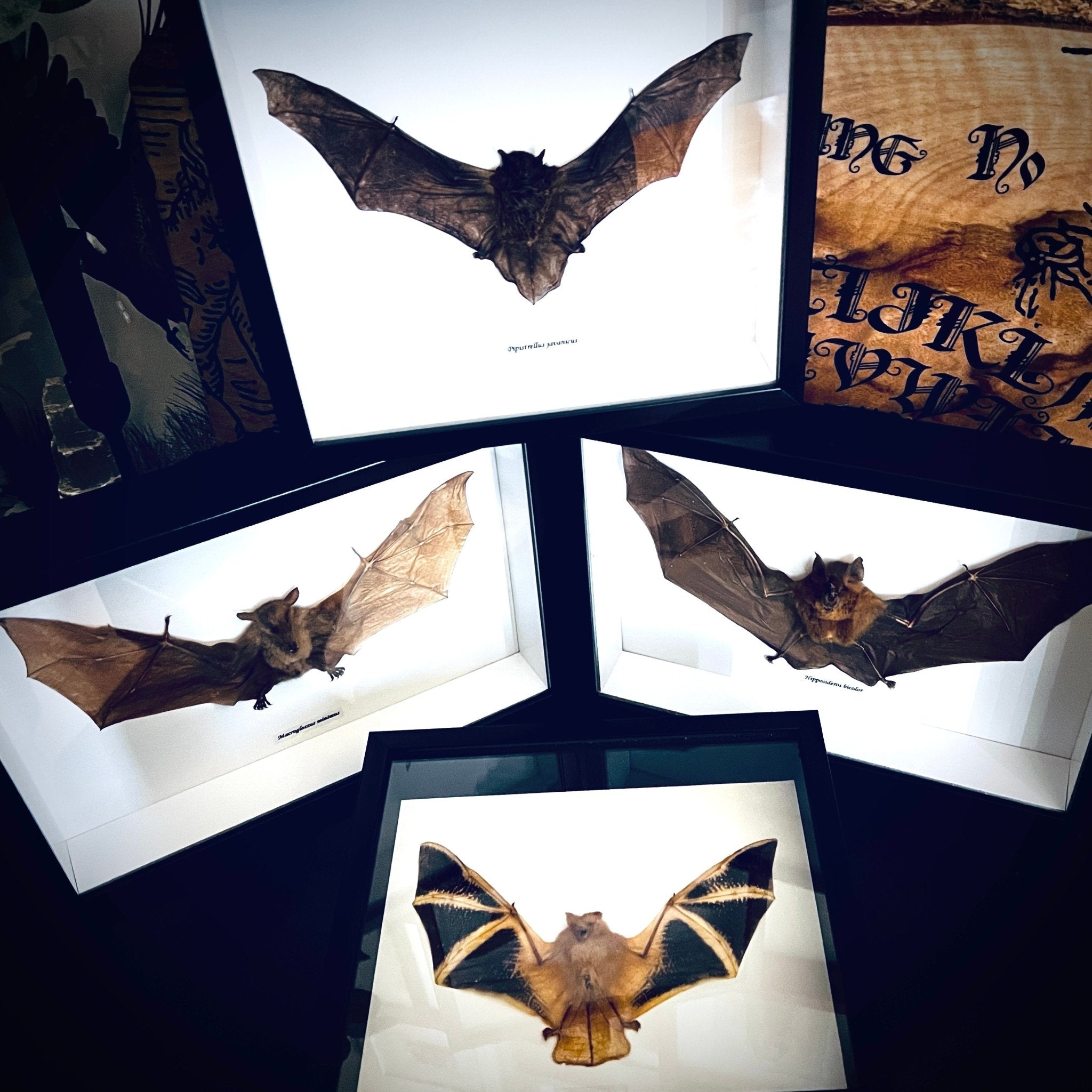 Taxidermy Frames - Spider, tarantula, Bat, Snake – Into The Black