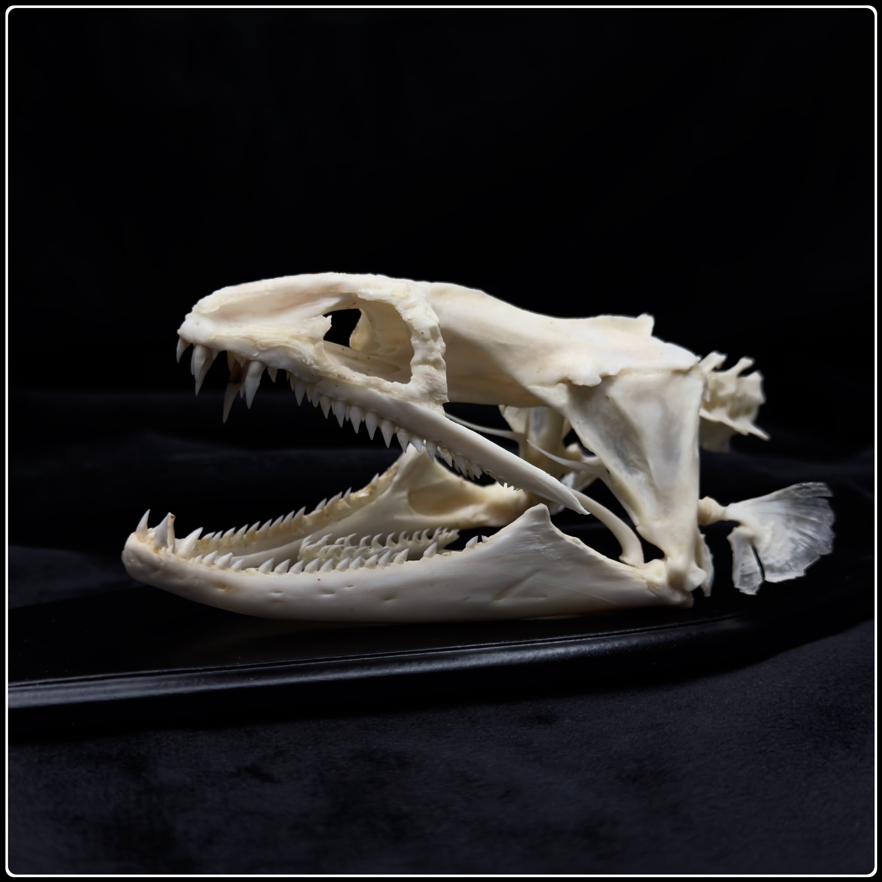 Moray Eel Skull – Into The Black