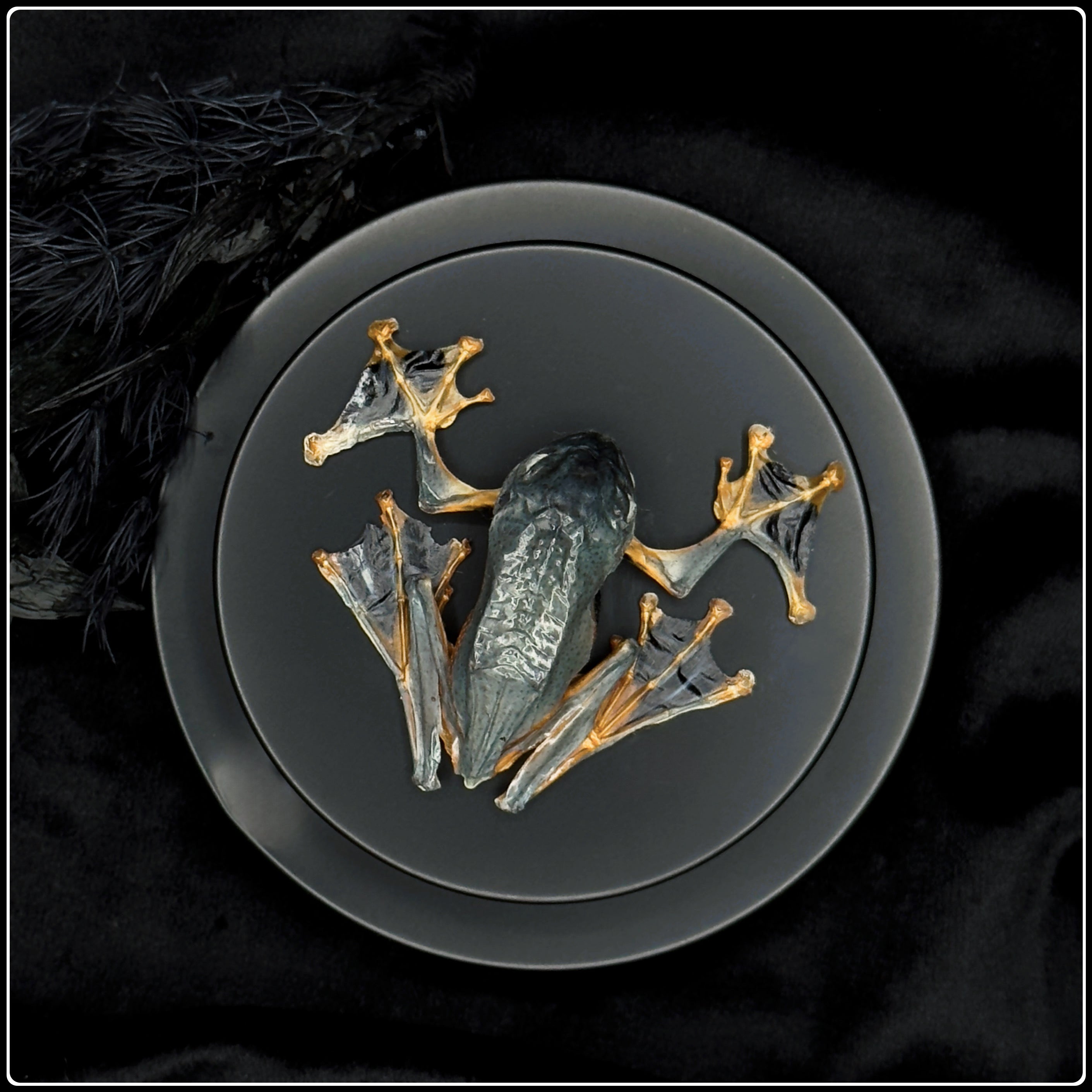 Preserved Reinwardt’s Flying Frog Specimen - Sitting – Into The Black