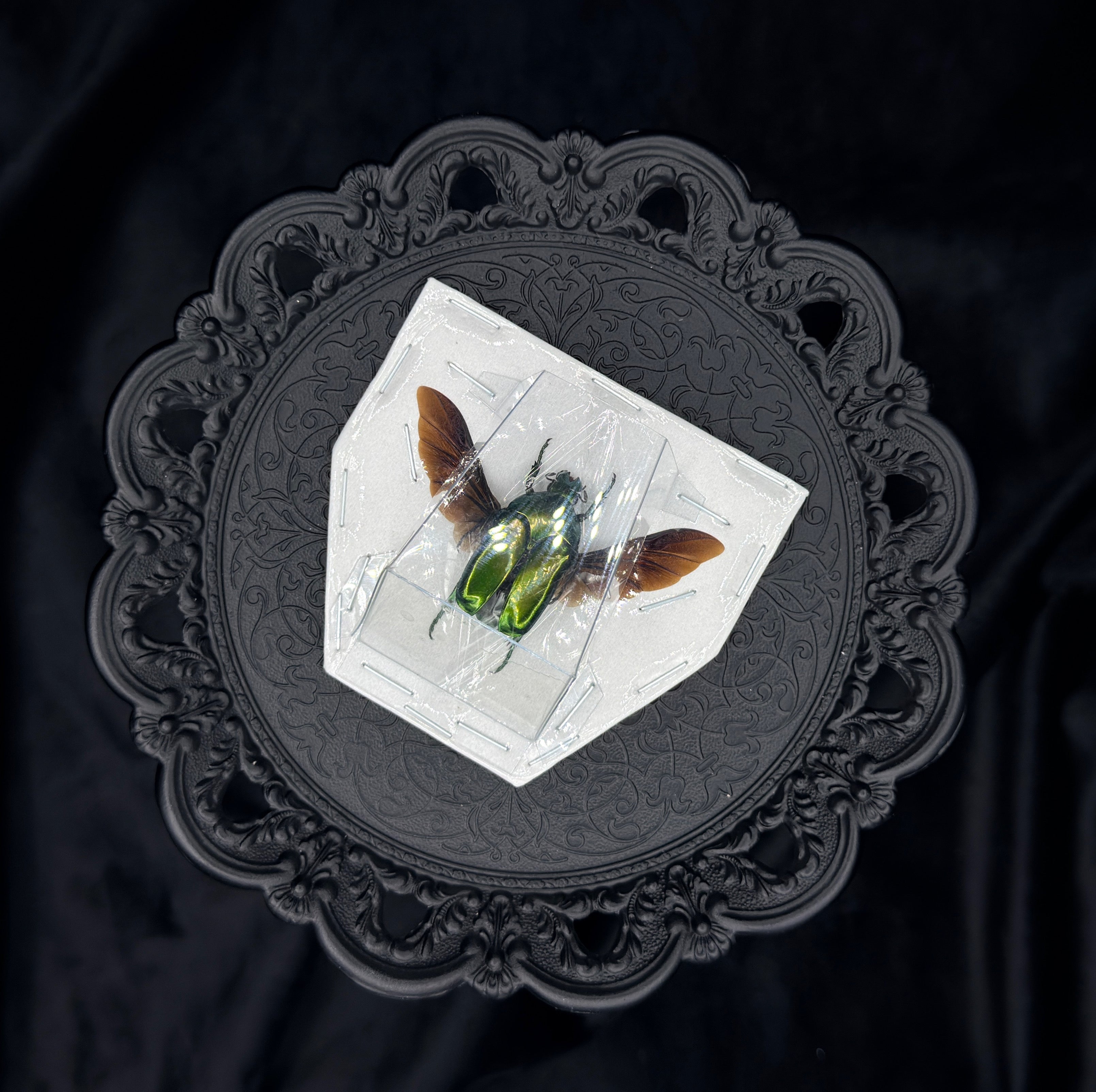 Preserved Ischiopsopha ritsemae Specimen – Into The Black