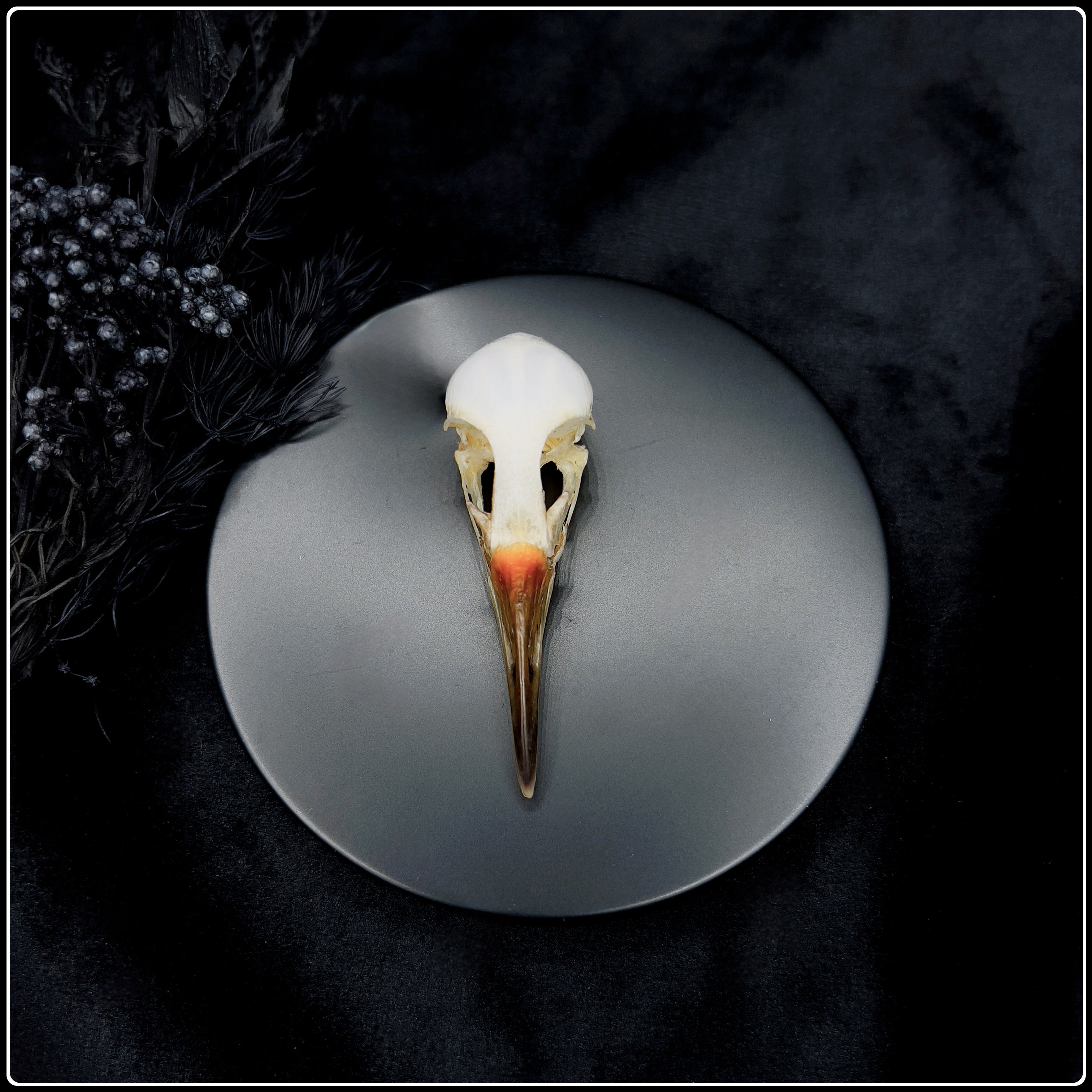 White Breasted Water Hen Skull – Into The Black