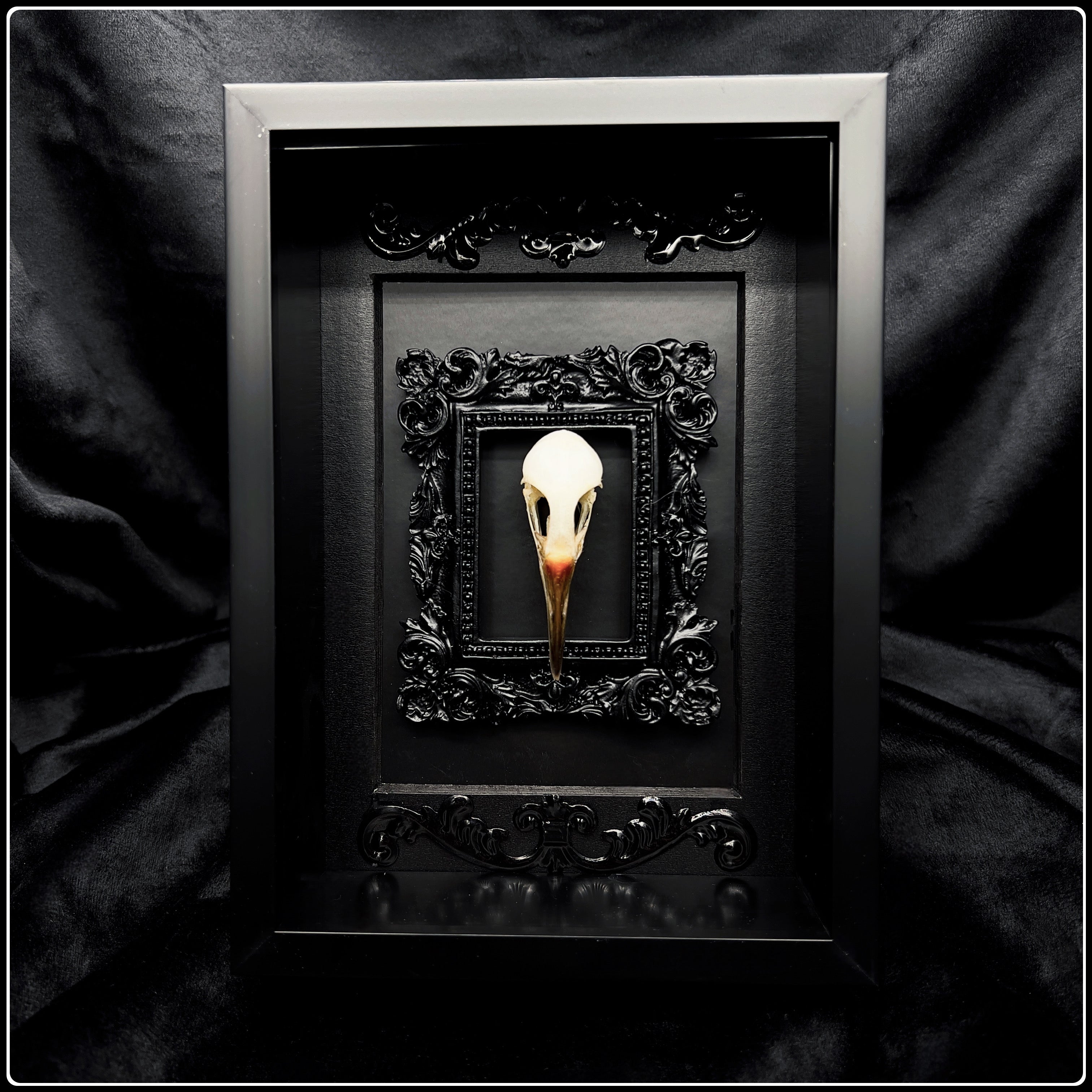White Breasted Water Hen Skull in Gothic Frame – Into The Black