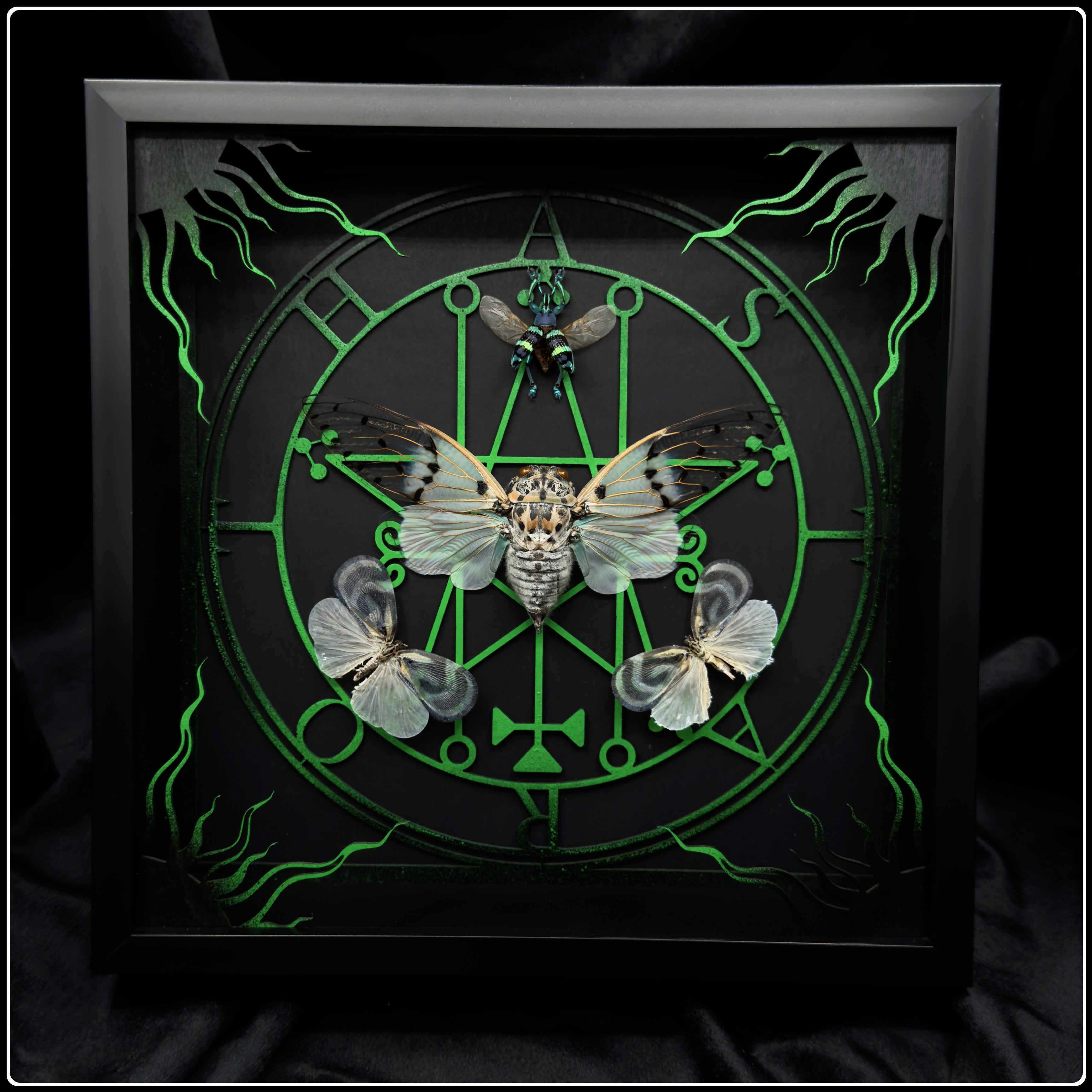 Ayuthia spectabile & Bugs Astaroth Sigil Frame – Into The Black