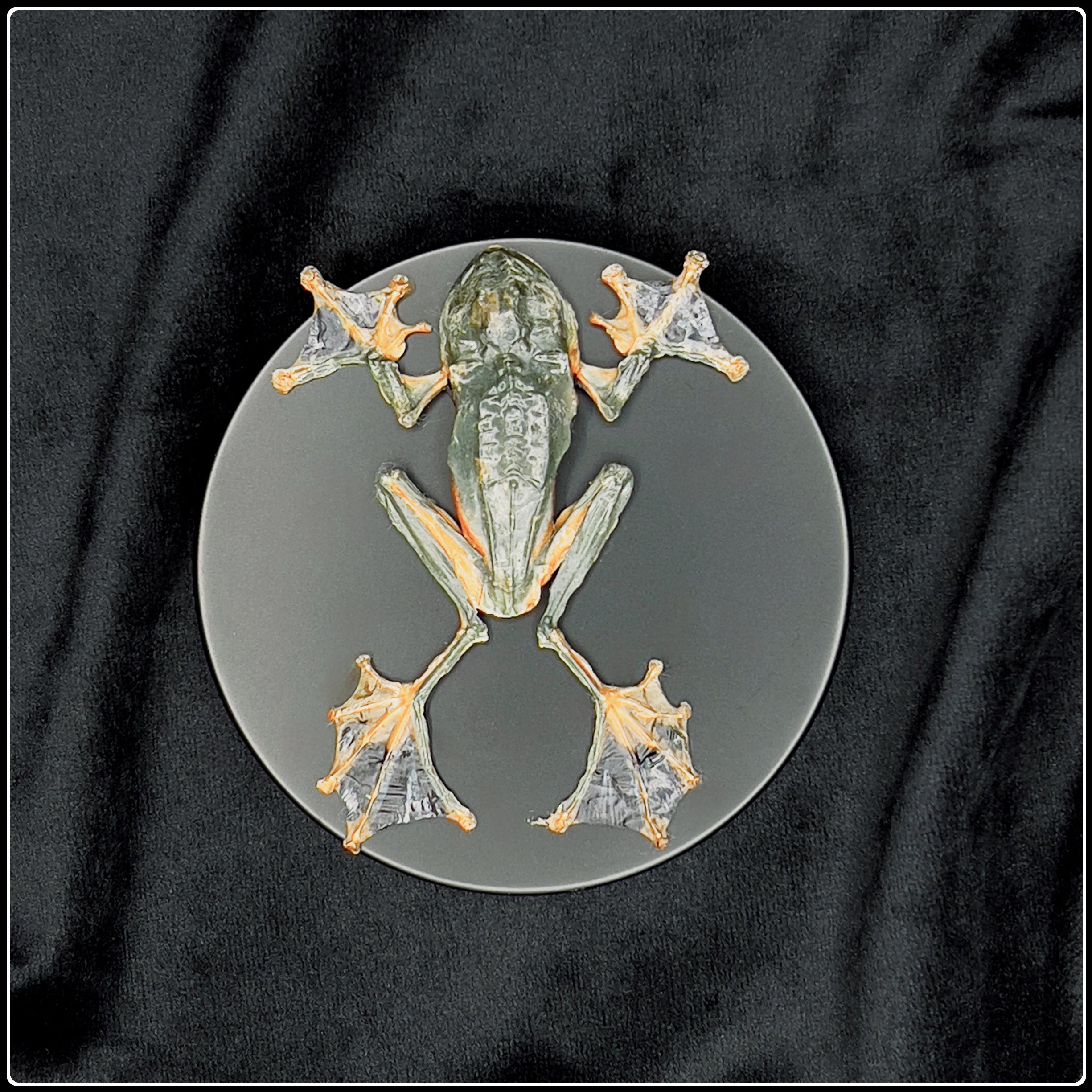Preserved Reinwardt’s Flying Frog Specimen – Into The Black