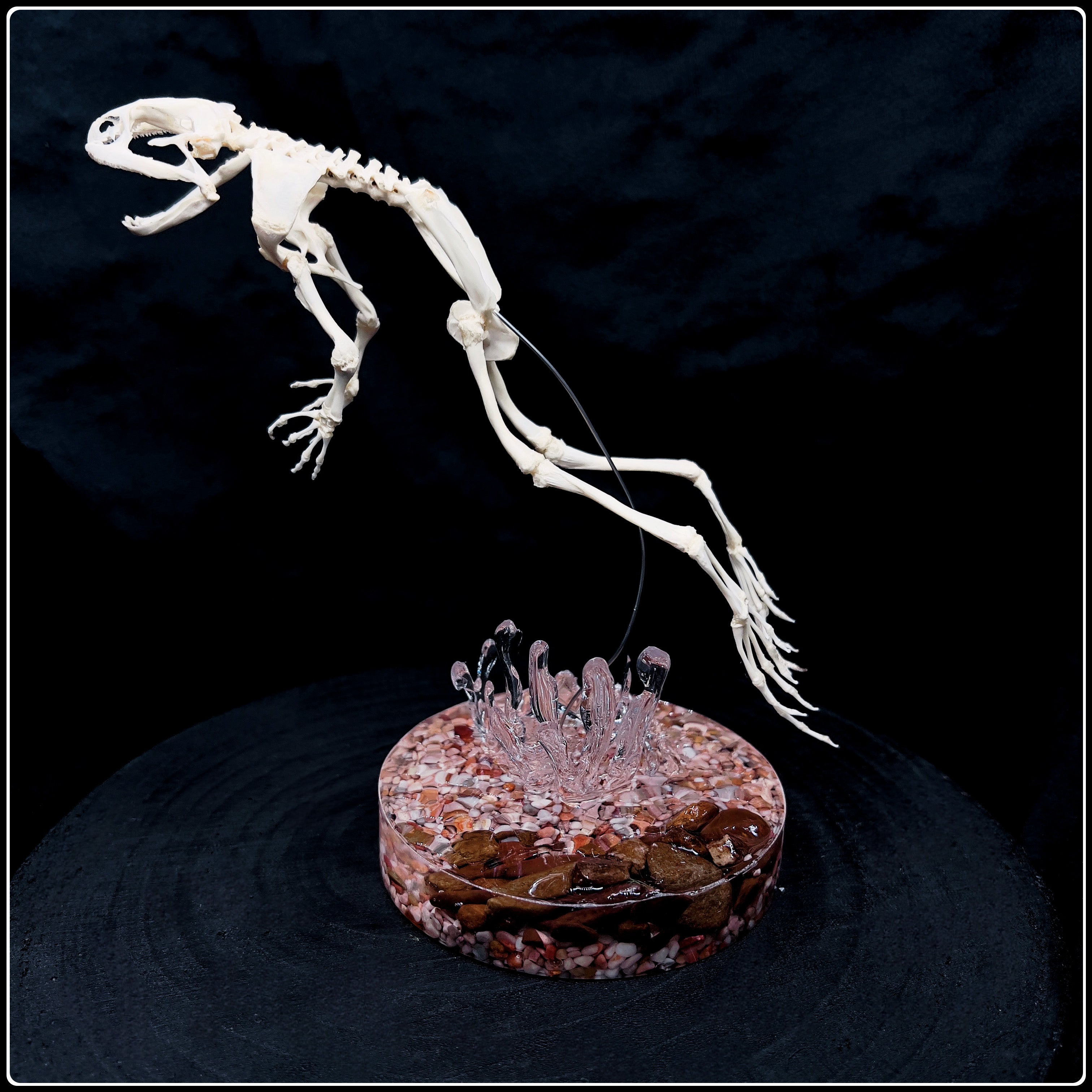 Bullfrog Skeleton on Resin Diorama – Into The Black
