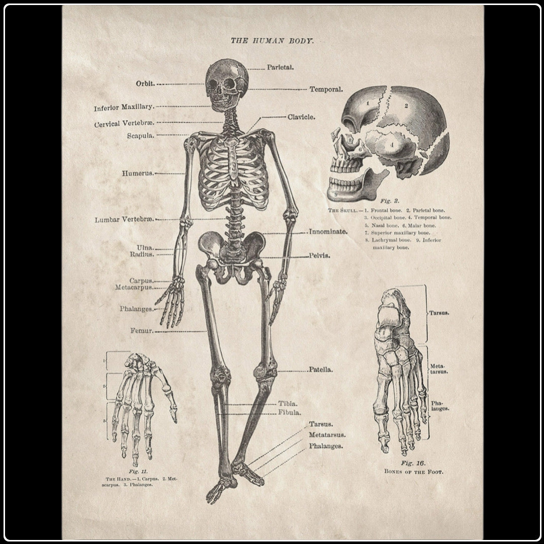 Vintage Anatomy Human Body Skeleton – Into The Black