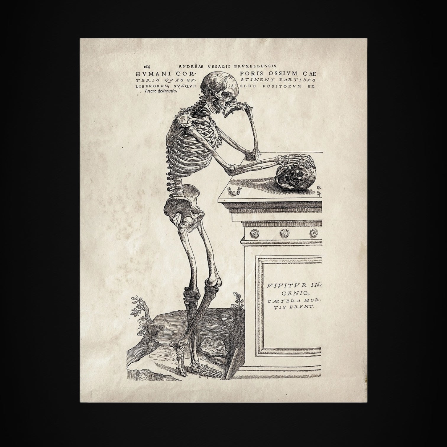 Vintage Anatomy Skeleton Leaning – Into The Black