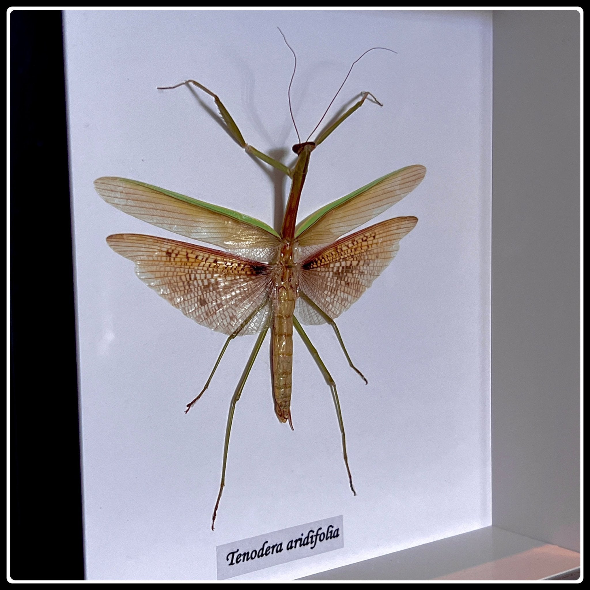 Chinese Mantis Frame - Into The Black